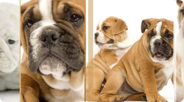 Angol bulldog Kennel